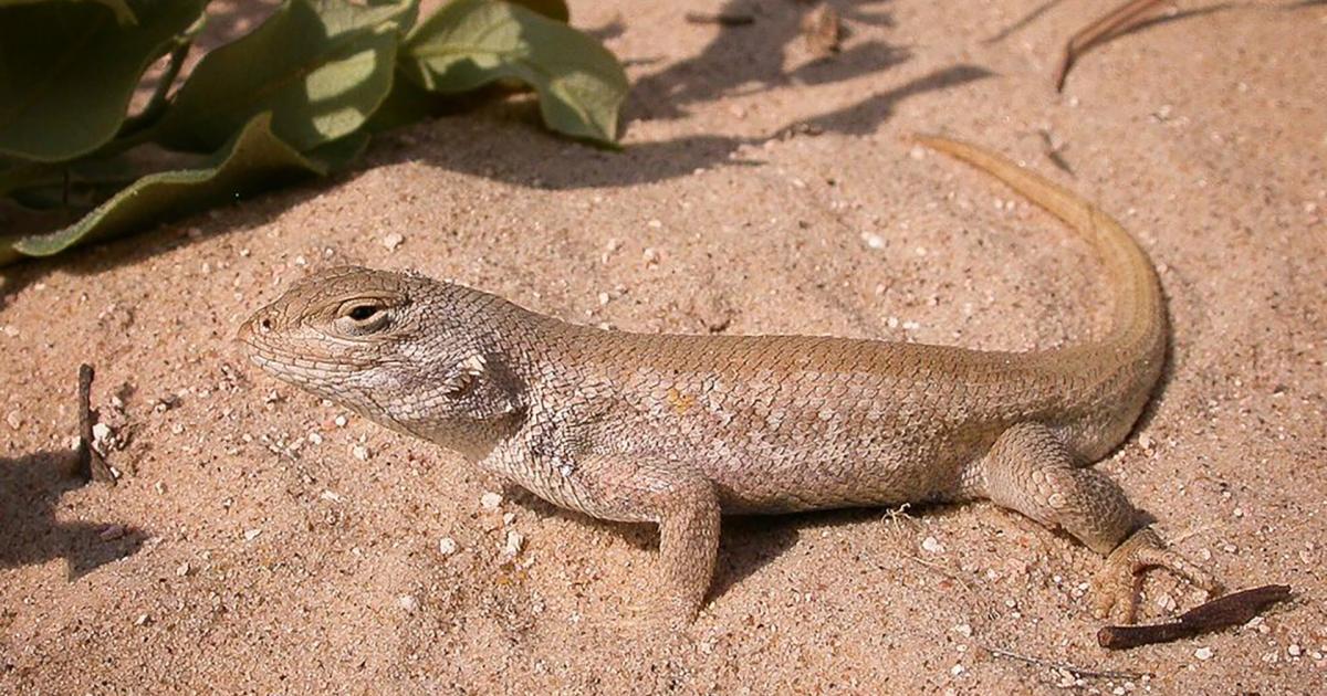 Feds Seek to Protect Lizard Habitat in the Permian Basin