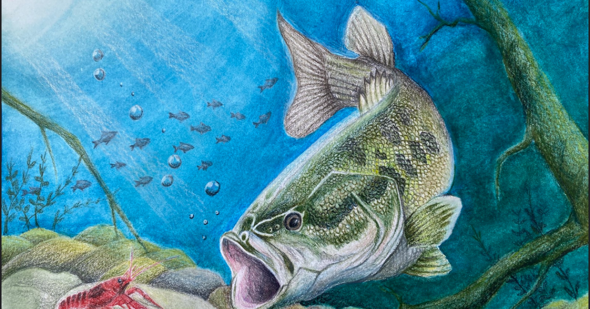 Texas Fish Art Contest Winners Announced