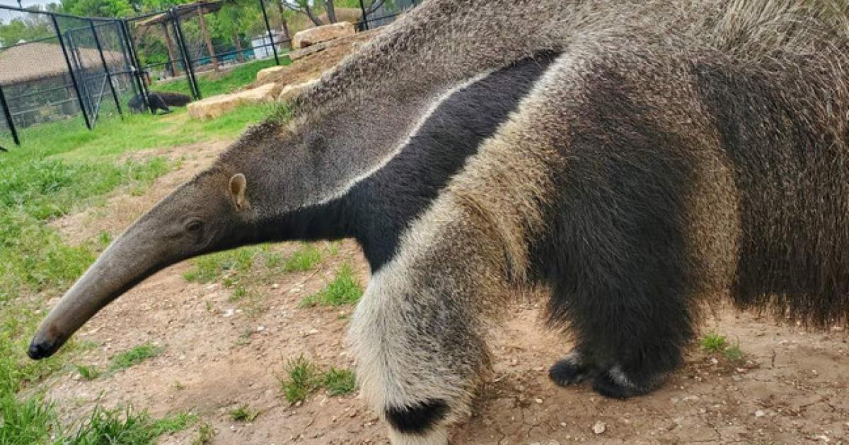 Abilene Zoo Acquires Potential Mate for Rare Giant Anteater