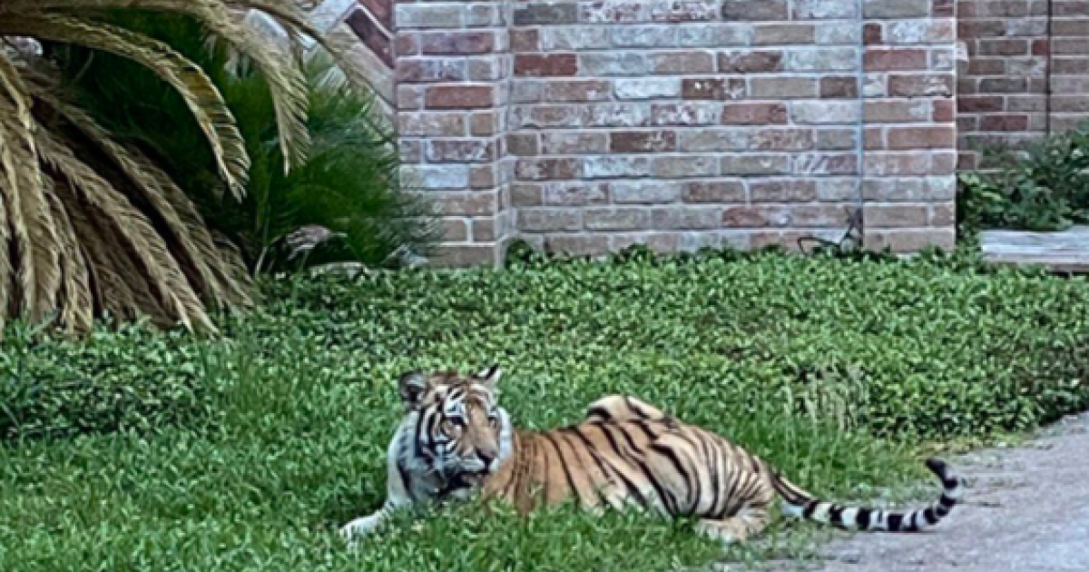 WATCH: Tiger Loose in Houston Neighborhood