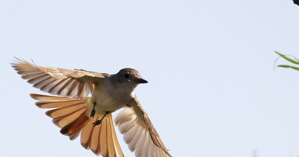 Lights Out Texas Campaign Encourages Turning Out Lights for Spring Bird ...