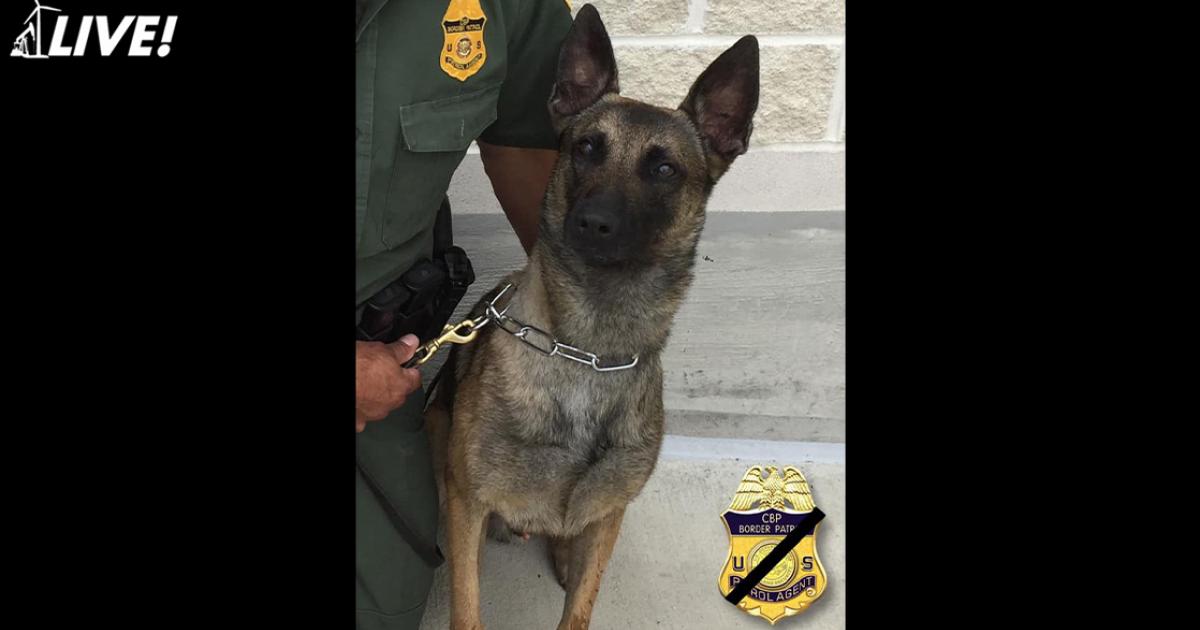 Del Rio Mourns Passing of K-9 Bo