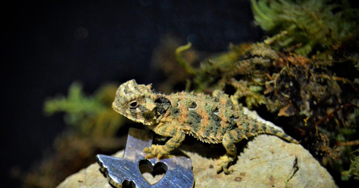 WATCH: Texas Horned Lizard Hatchlings Released into the Wild