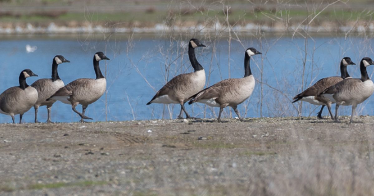 Game Wardens Capture 'Goose Capturer' from Infamous 'Goose Video.'
