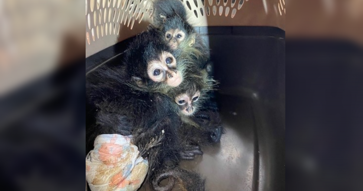 Spider Monkeys Saved from Illegal Exotic Animal Smugglers on the Border