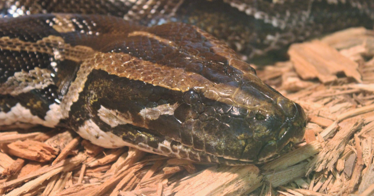 San Angelo Nature Center Beloved Python Dies After 20 Plus Years