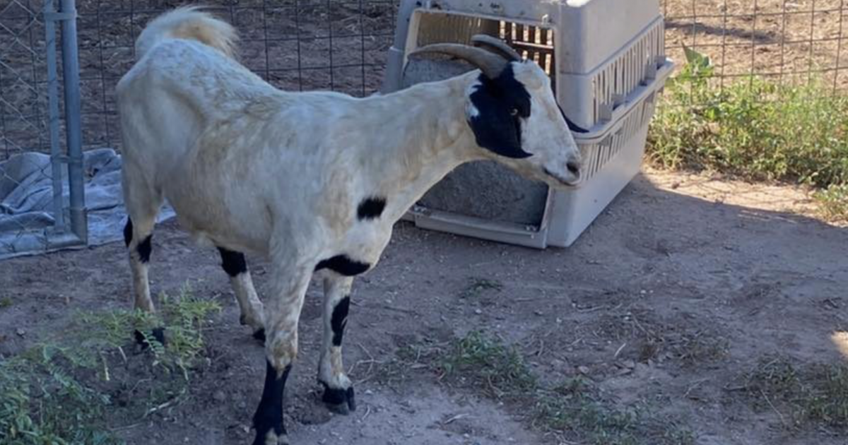 Billy Goat Picked Up Off of Loop 306