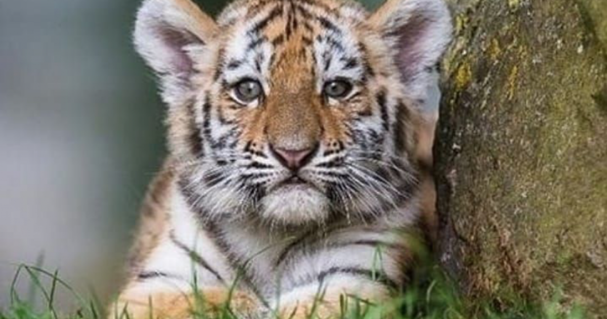 Tiger Cub Found in Dallas Rapper's Crib Is Not Missing from the Dallas Zoo