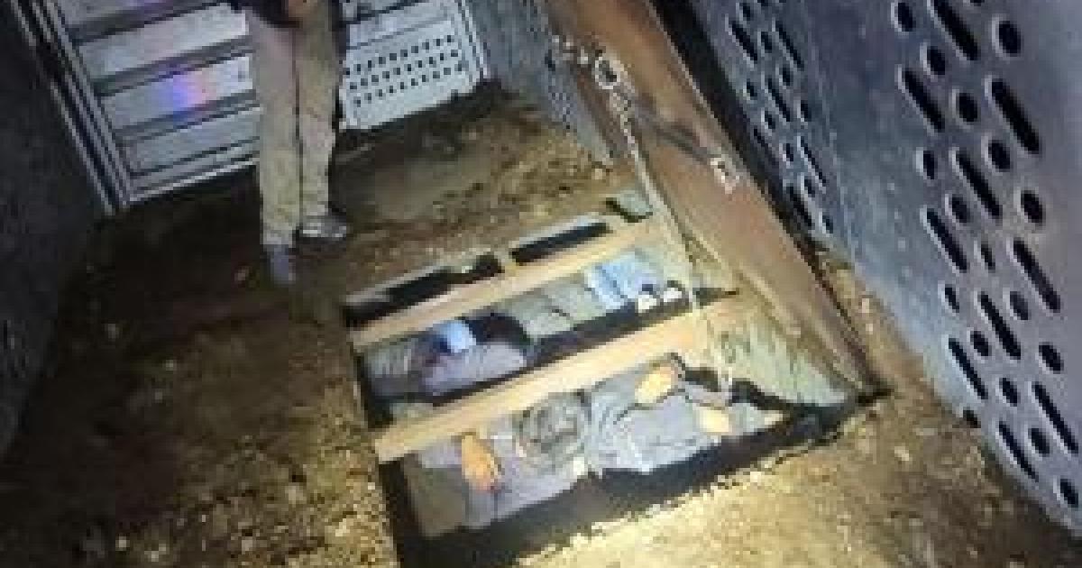 Smugglers Arrested for Hiding Migrants in Compartment Under Disgusting ...