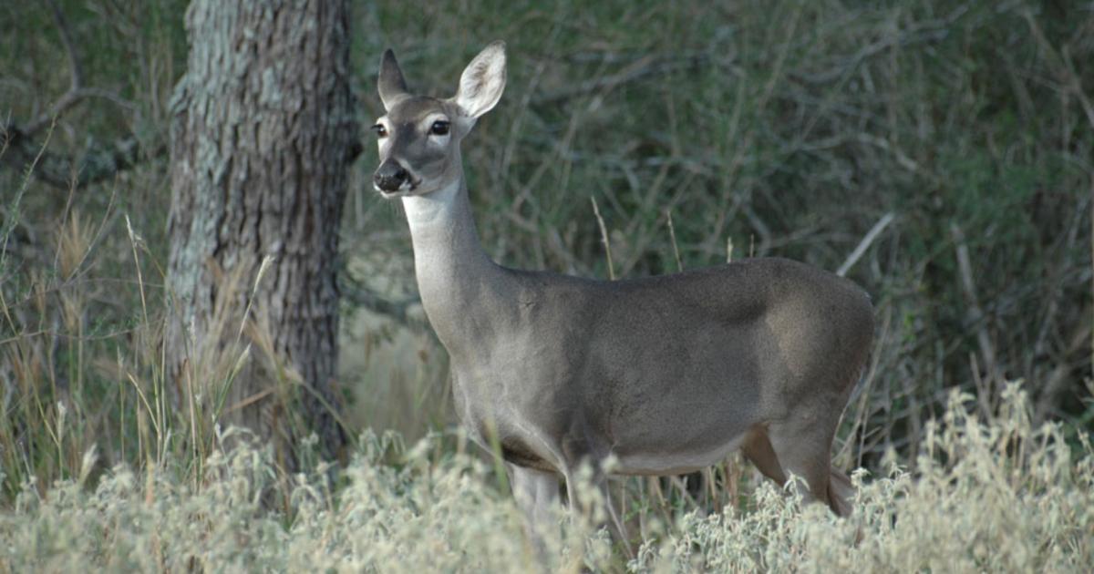 TPWD: New Regulations for Antlerless Deer Harvest Reporting TPWD: New Regulations for Antlerless Deer Harvest Reporting