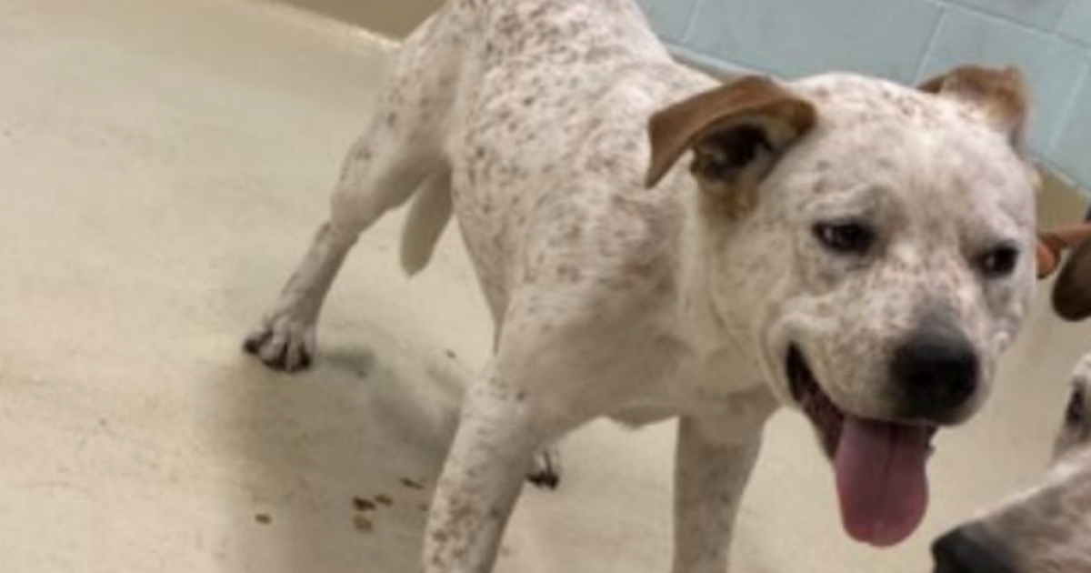 San Angelo Animal Shelter Back Under Control Following Hoarding Situation