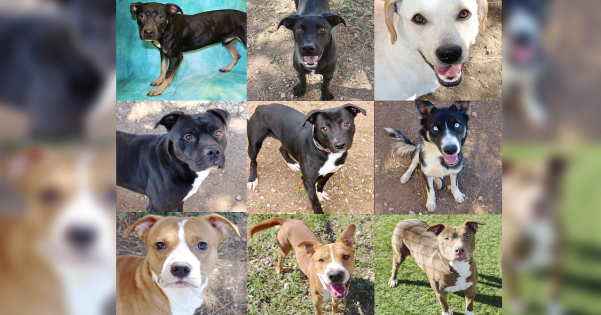 URGENT: 9 Dogs to be Euthanized if Not Adopted in San Angelo