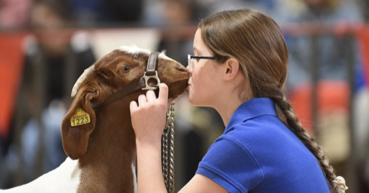 Champions of the 2023 San Angelo Lamb and Goat Show Revealed