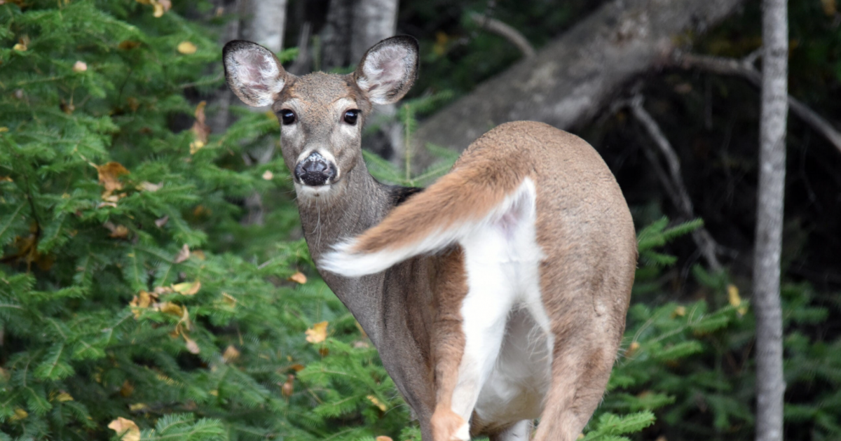9th Chronic Wasting Disease Case of '23 Confirmed in Another Texas County