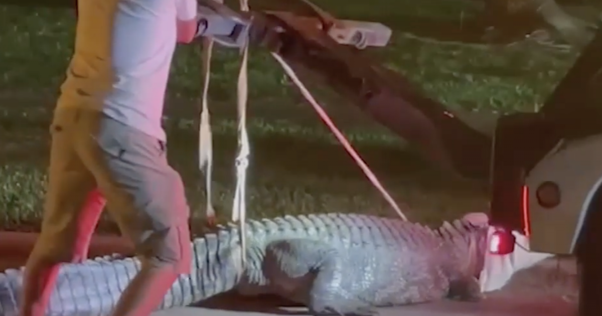 Ginormous Alligator Caught In Houston Suburb
