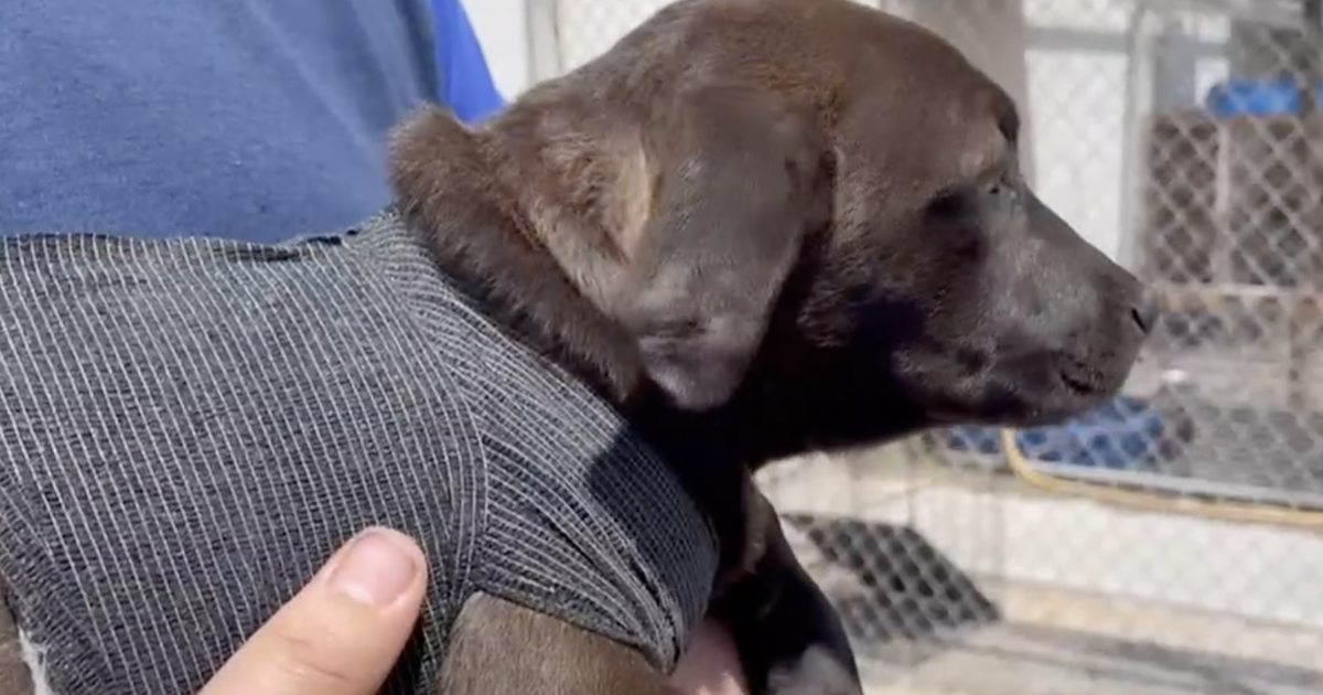 Despicable Gunman Who Shot a Puppy is Being Hunted by Police