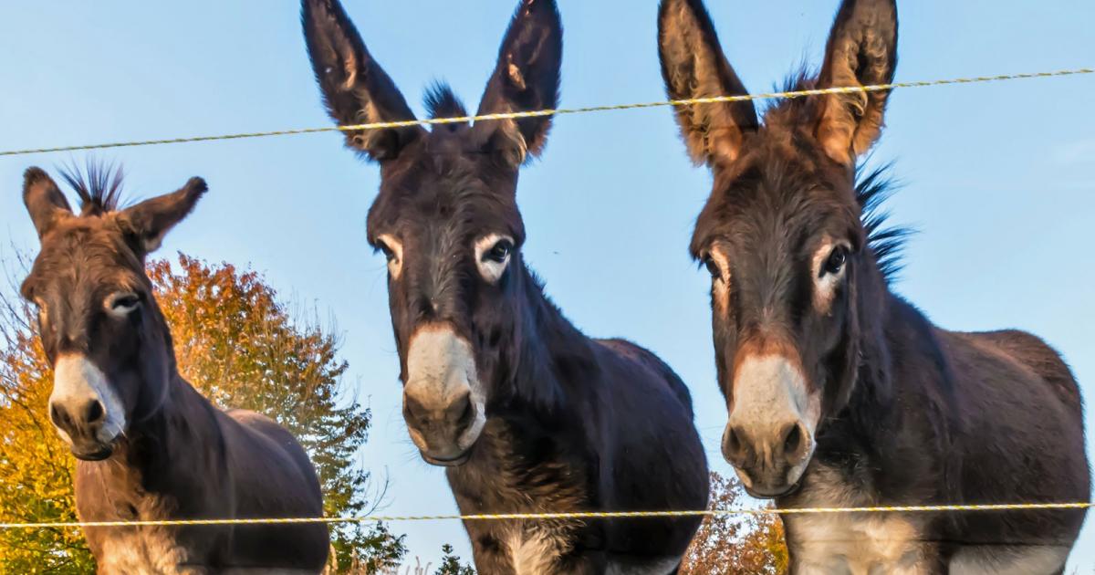 Multiple Donkeys Killed in Crash on US 87 North