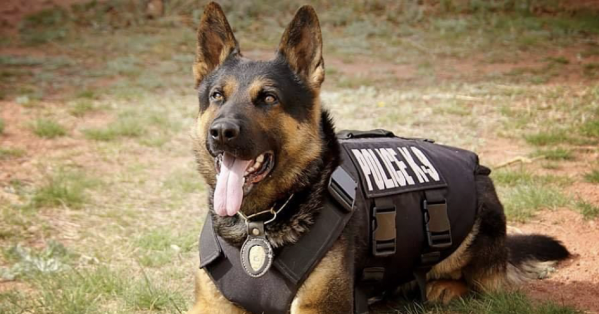 K9 Sniffs Out Cartel Meth in a Chevy SUV at the Border