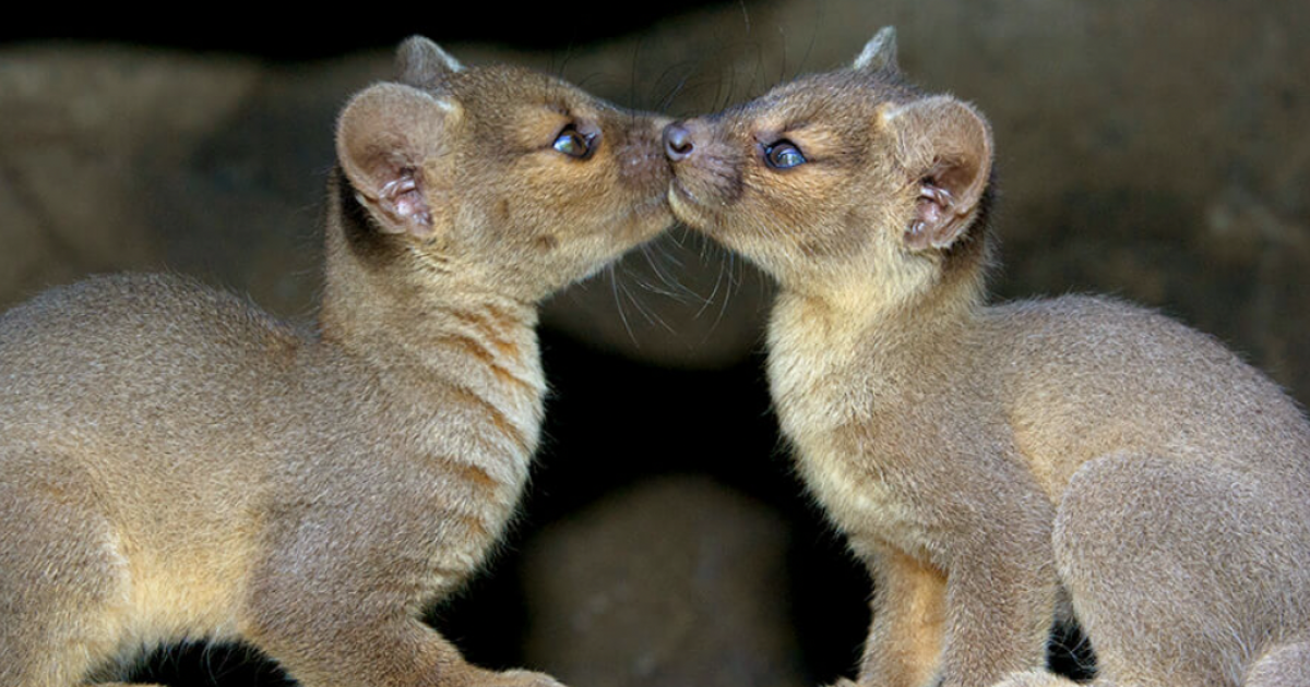 Abilene Zoo Welcomes Litter of Fasso Pups
