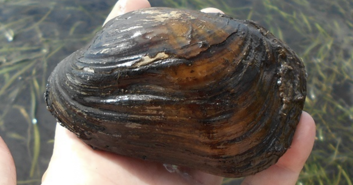 Feds Move to Protect Freshwater Mussels in the Rio Grande