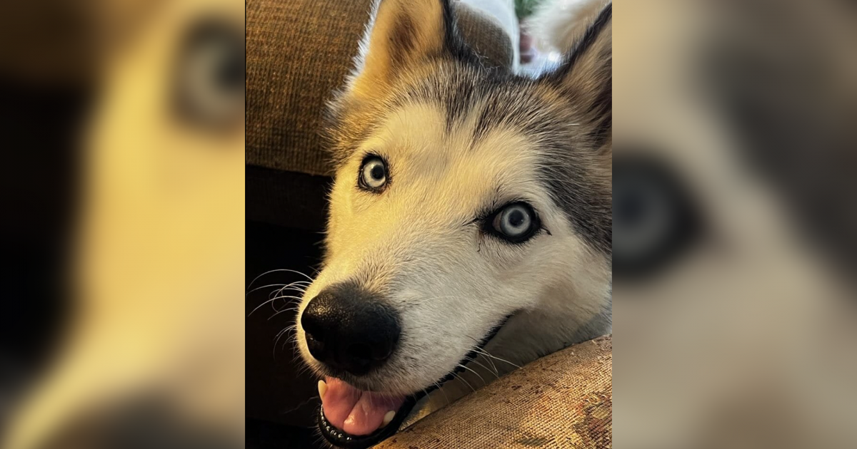 San Angelo Dog Missing for 6 Years Found in Oklahoma