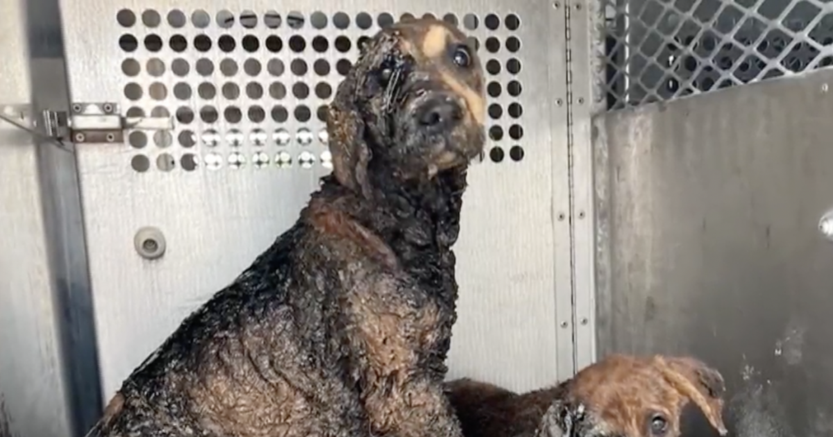 GRAPHIC PHOTO: Dogs Covered in Tar Rescued