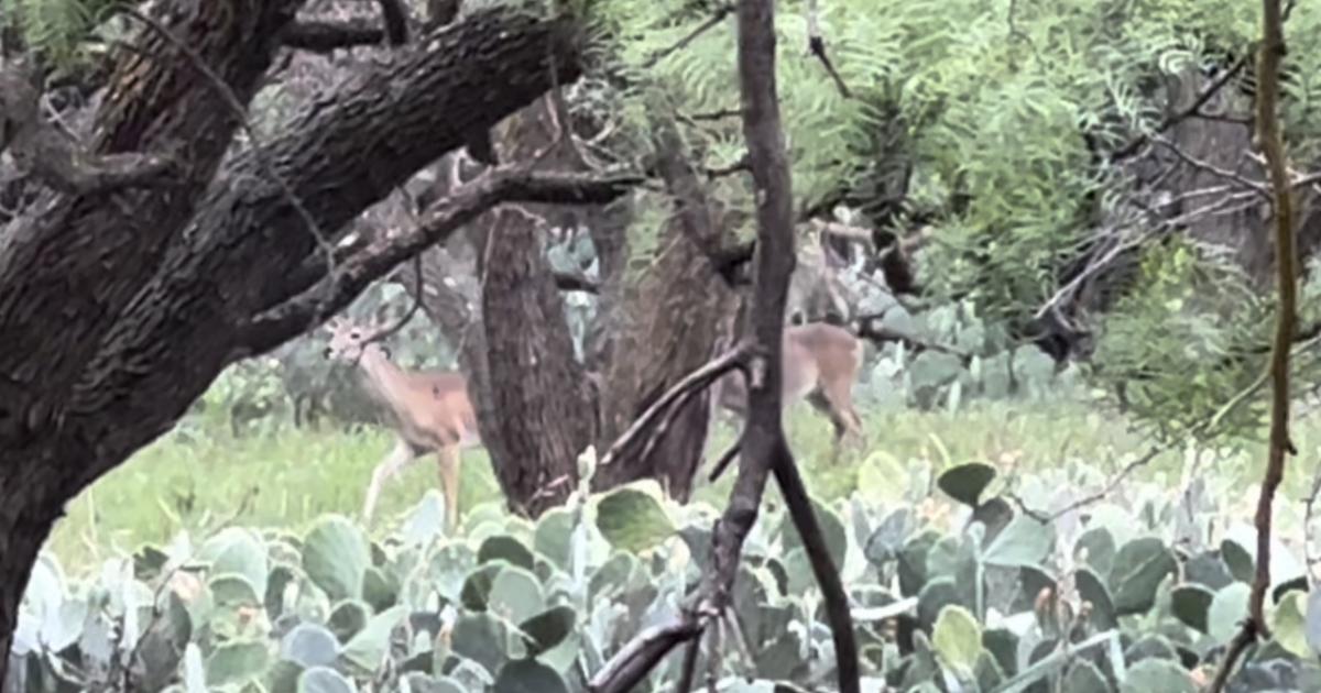 Here's What You Need to Know About This Deer Season