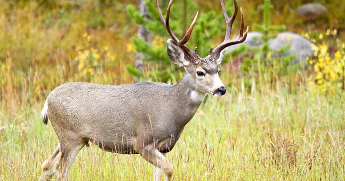 One Dead, 18 Injured in 2024 Texas Hunting Accidents, Report Shows