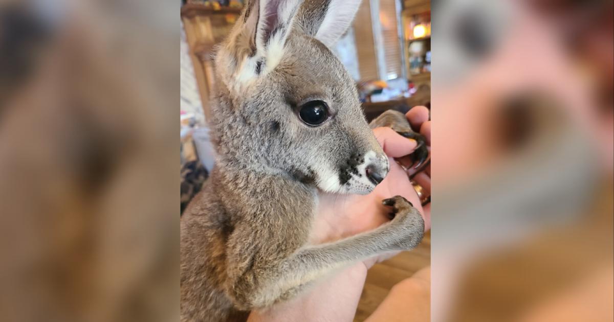 Cuteness Alert: Here's Where You Can See This Adorable Baby Kangaroo ...