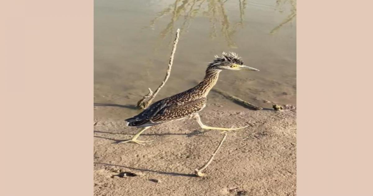 Native Bird Expert to Lead Program at San Angelo State Park Saturday