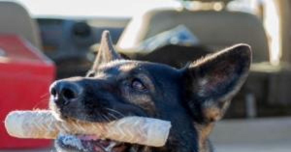 Border Patrol K-9 Stiff Out Cartel Liquid Meth in Gas Tank