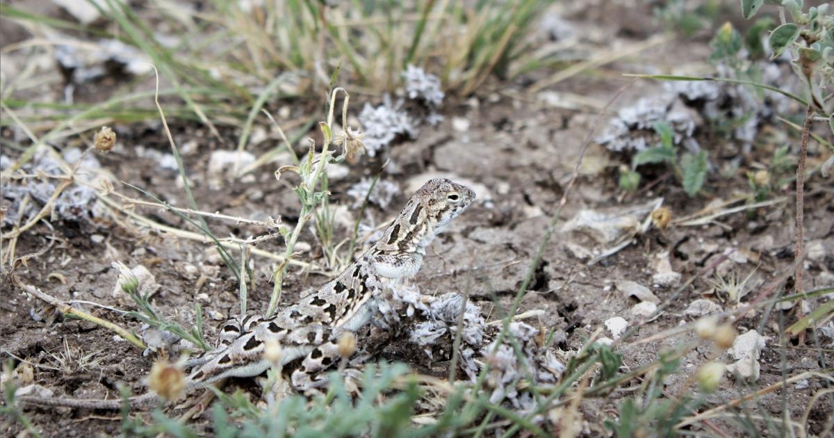West Texas Lizard Not Listed Under Endangered Species Act