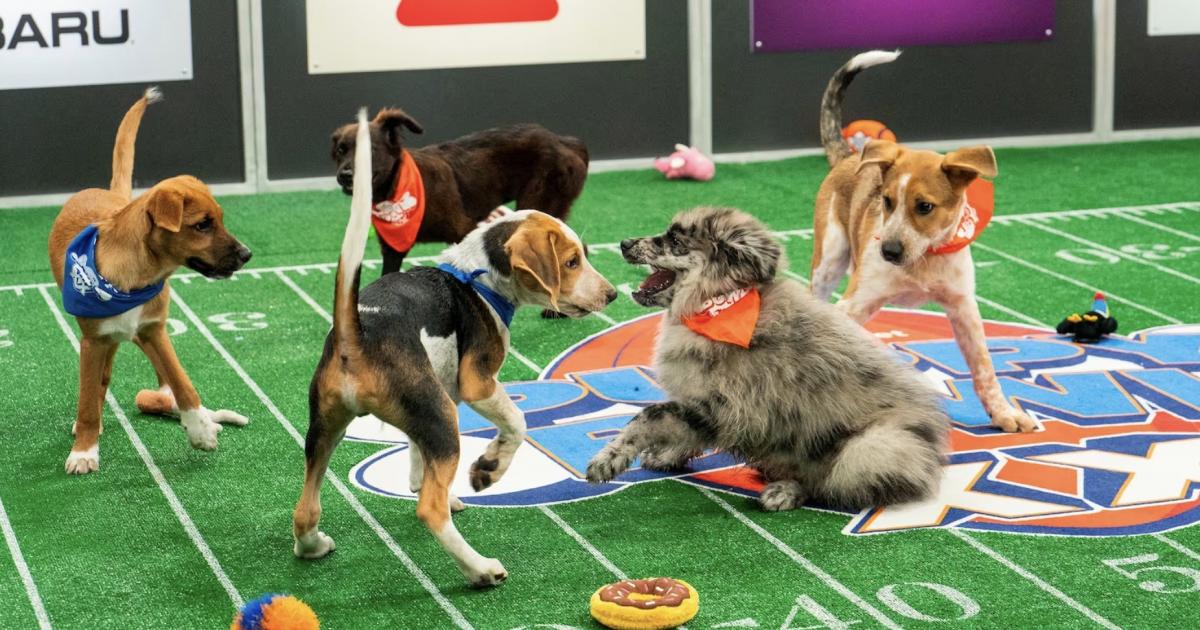 The REAL Big Game Sunday...