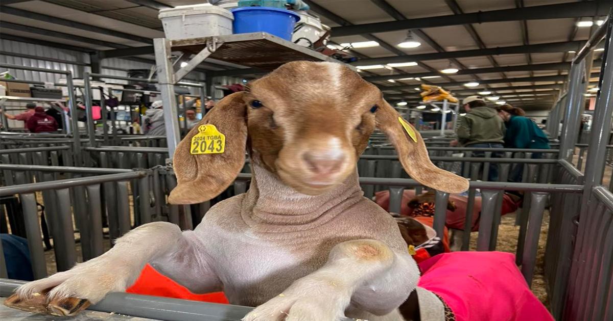 2024 Sheep and Goat Skillathon Results Announced