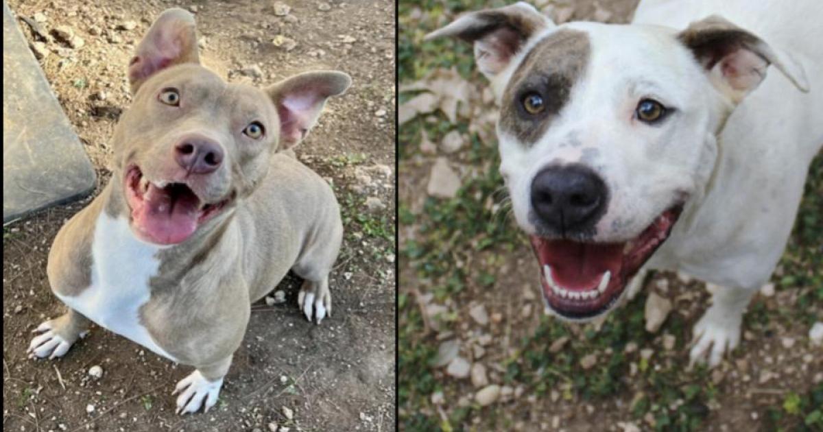 Time Is Ticking: 13 Dogs Left in Need of Immediate Adoption