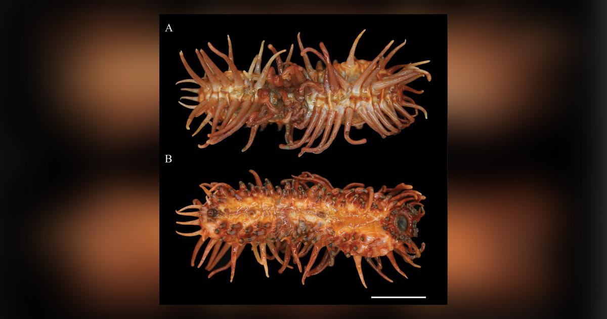 New Creature Alert! Check This Thing Out: