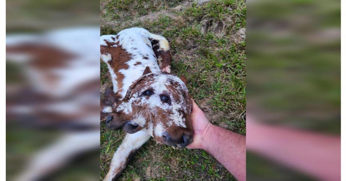 Rare Two-Faced Calf Defies Odds