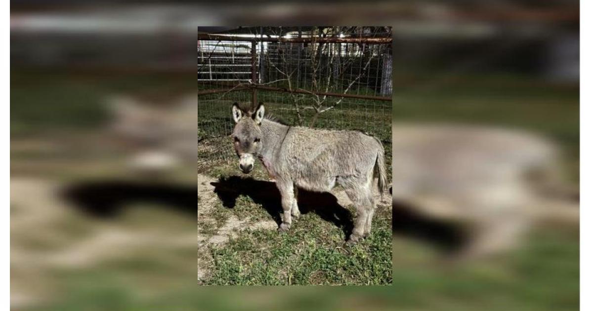 Did You Lose Your Donkey?