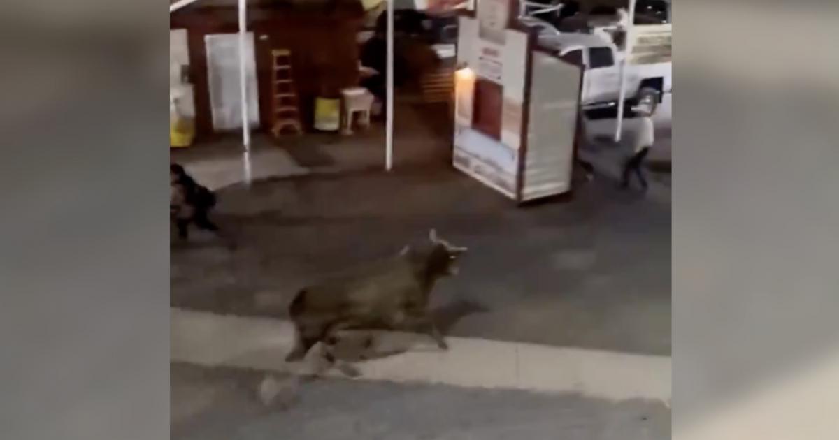 WATCH: Rodeo Bull Escapes Arena; Spectators Hospitalized