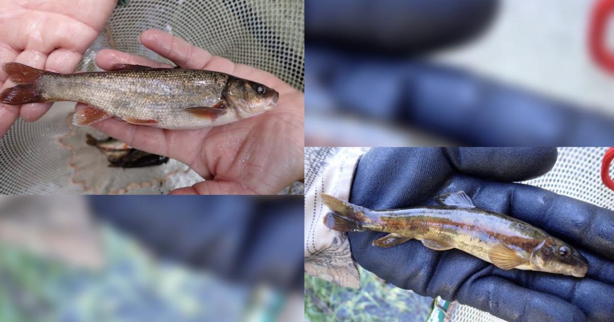 Two Texas Fish Not in Danger of Extinction