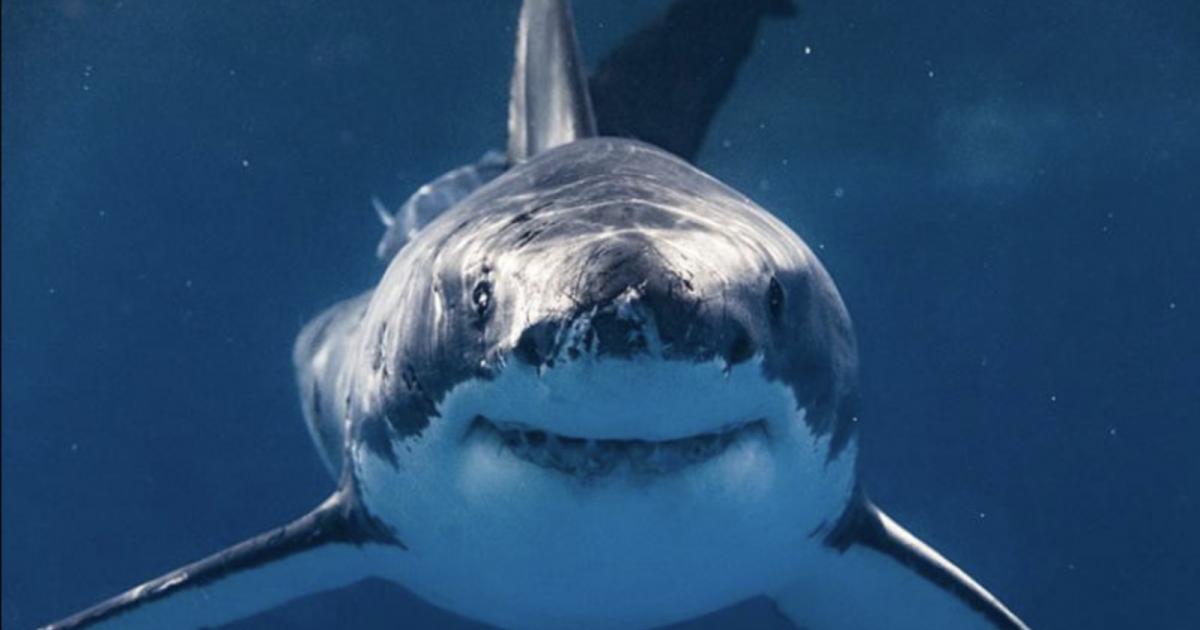 Sharks Test Positive for Cocaine
