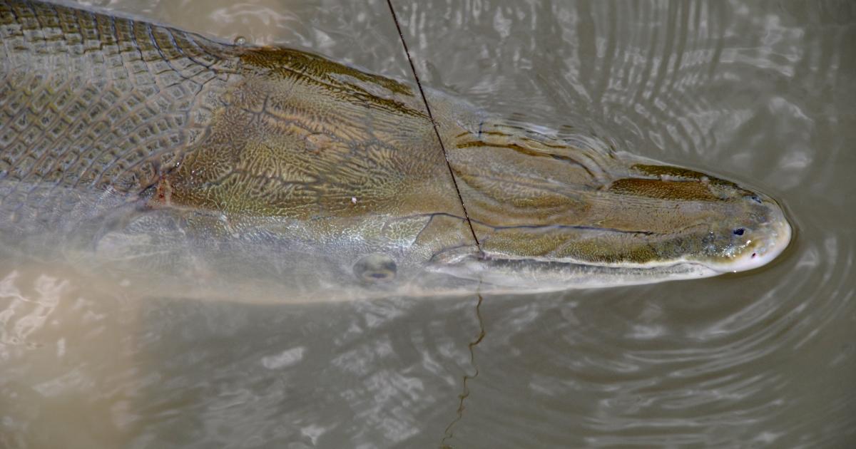 Trinity River Alligator Gar Harvest Authorization Drawing Opens Sept. 1