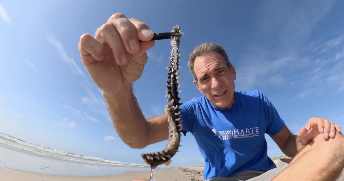 Rare 'Fireworms' Washing Ashore on Texas Beaches