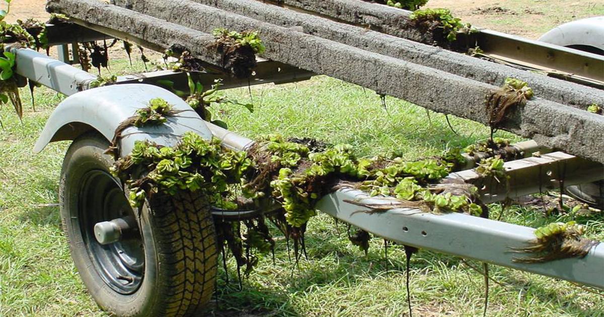 Boaters, Waterfowl Hunters Prompted to ‘Clean, Drain and Dry’ ahead of ...