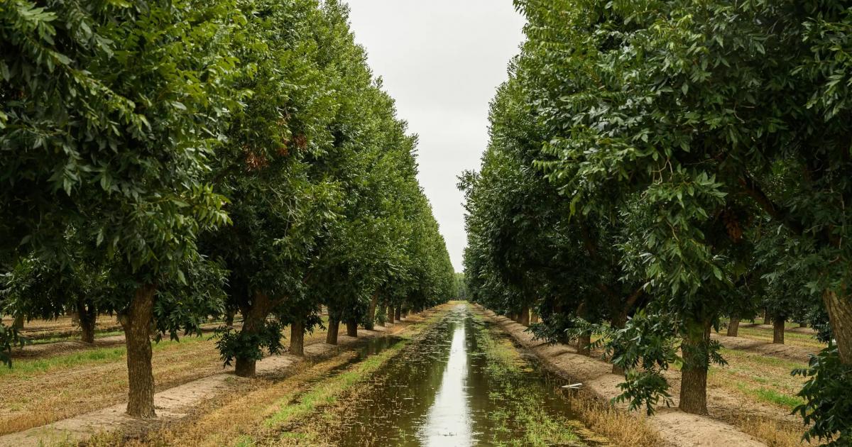 West Texas Pecan Farm Fights to Save its Water Supply as Neighbors Sell ...