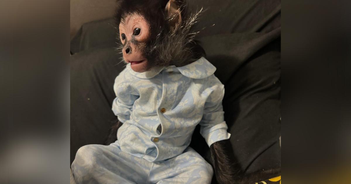 Texas Influencer Fights to Reclaim Pet Monkey After Crash Confiscation