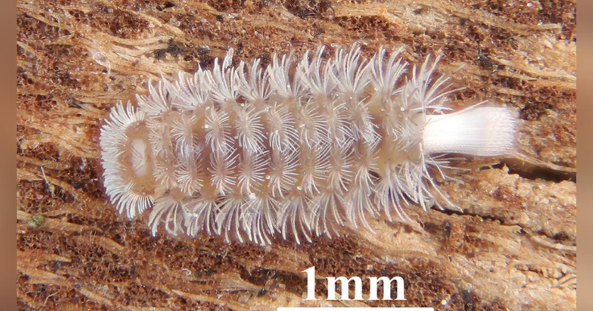 New Fluffy, 26-Legged Millipede Species Discovered