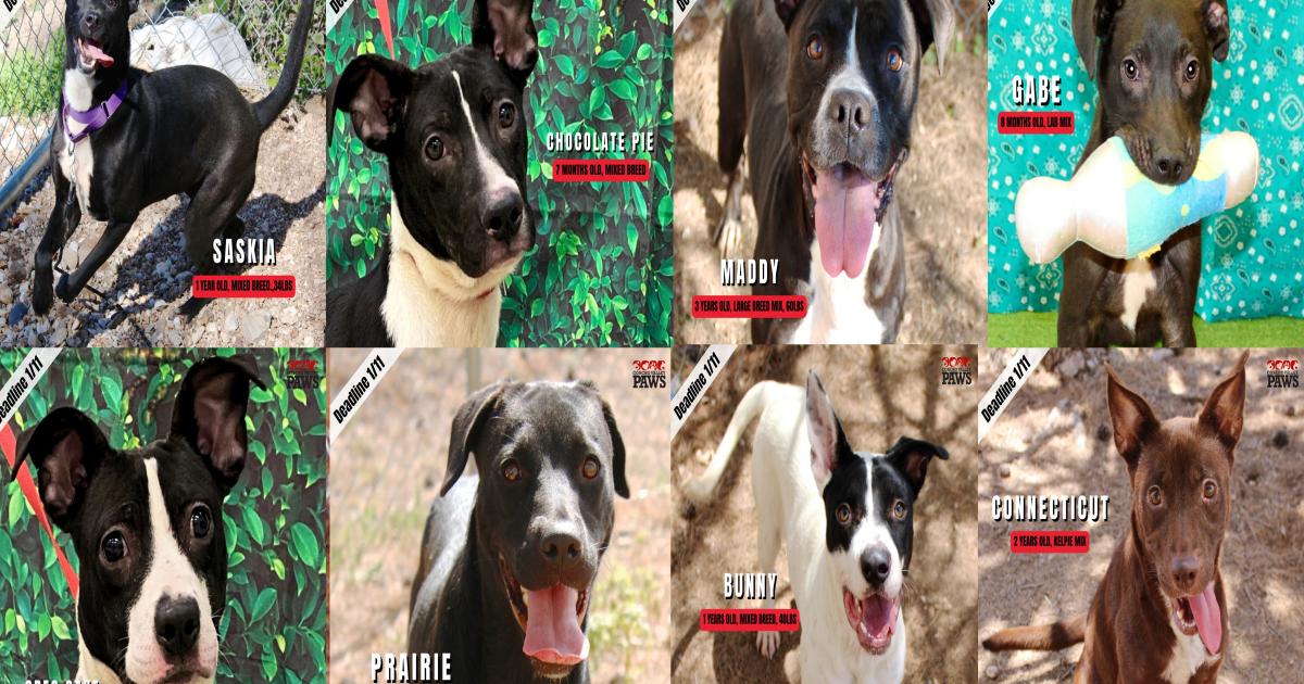 8 Dogs at Risk of Euthanasia at San Angelo Animal Shelter