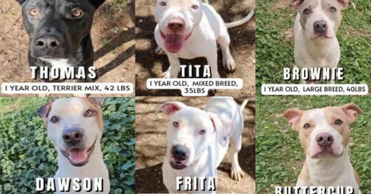 Incentives Offered to Rescue Agencies as San Angelo Animal Shelter ...