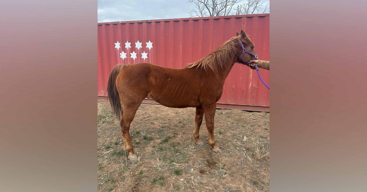 Lost Horse Found Near Twin Buttes; Sheriff’s Office Seeking Owner
